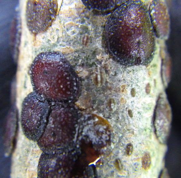 Turtle Scale | Project Noah