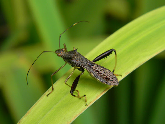 large brown bean bug | Project Noah