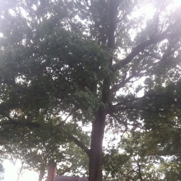 Red Oak | Project Noah