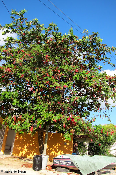 Tropical almond | Project Noah