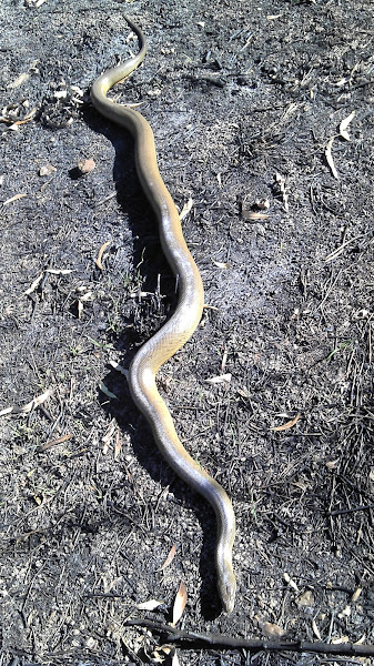 Water Python | Project Noah