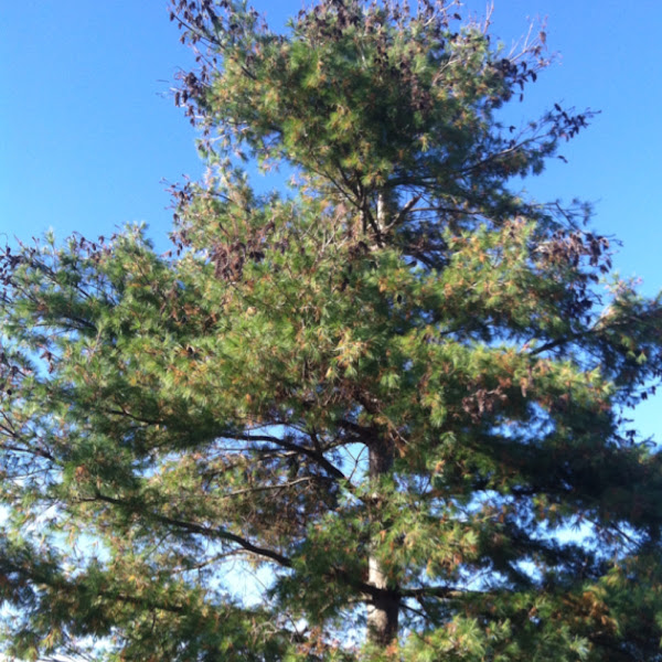 White pine | Project Noah