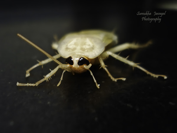 Freshly molted Cockroach | Project Noah