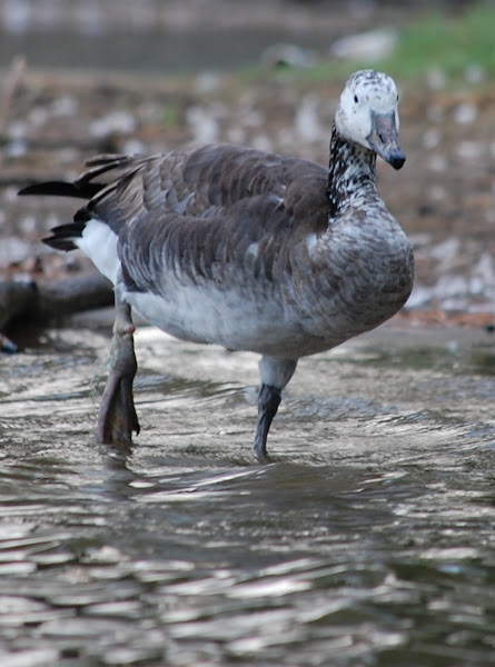 Snow x Canada Goose hybrid | Project Noah