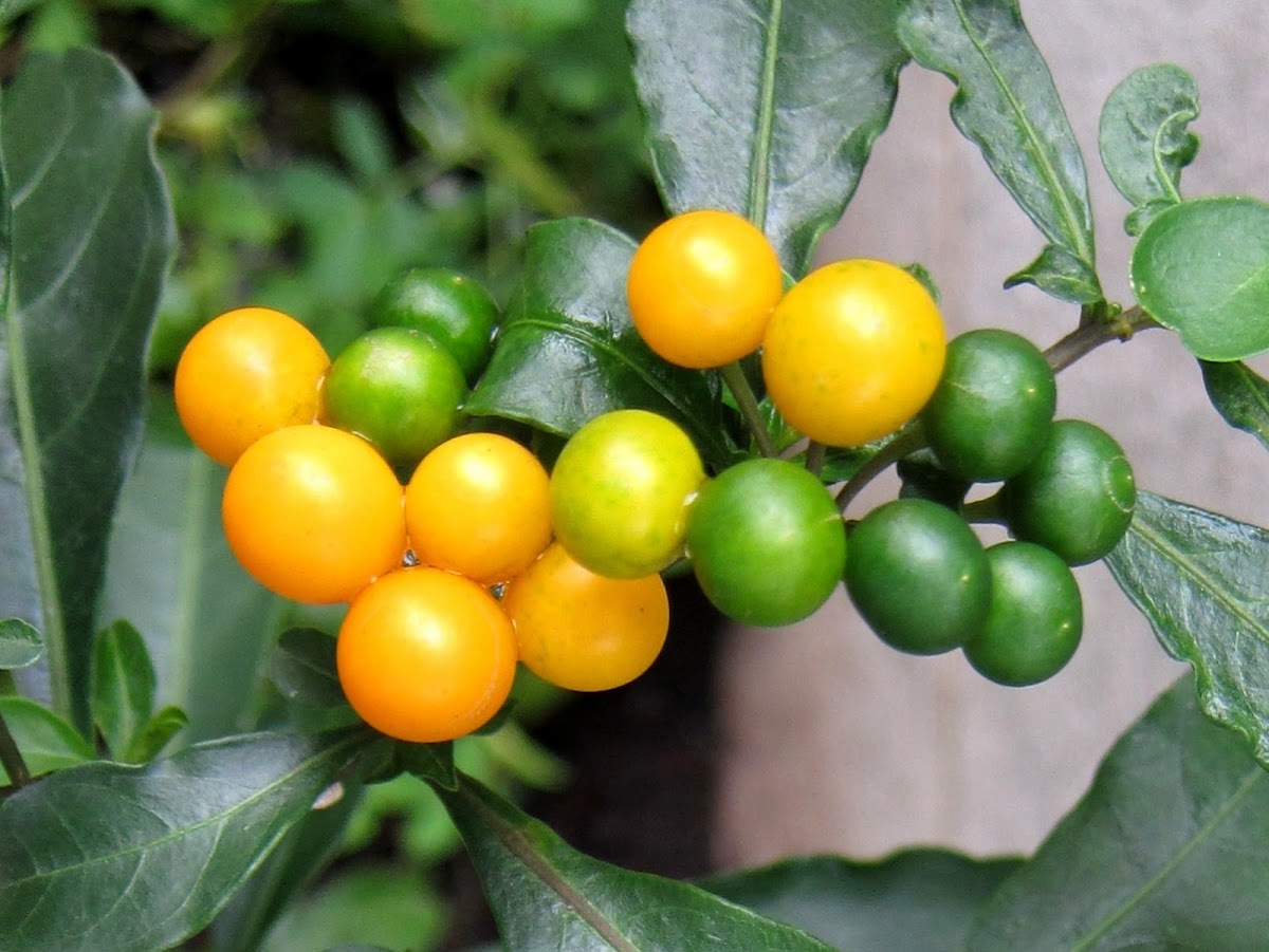 Twoleaf Nightshade | Project Noah