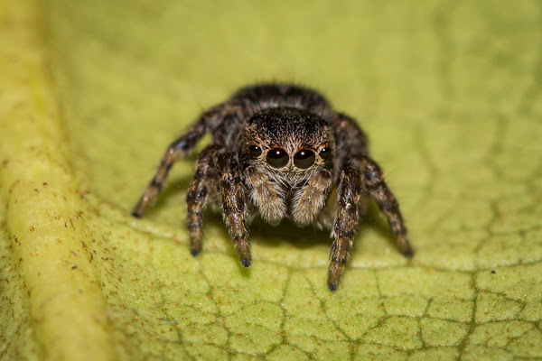 Jumping spider | Project Noah