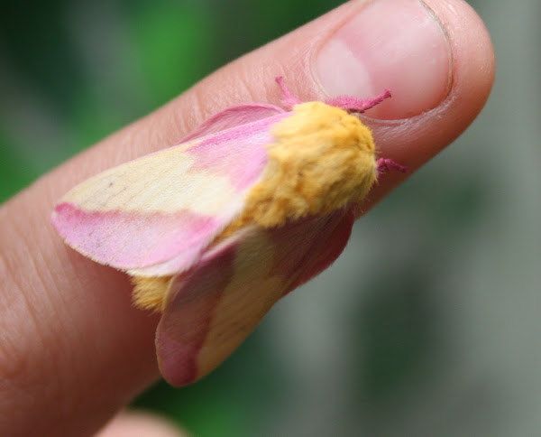 Rosy Maple Moth | Project Noah
