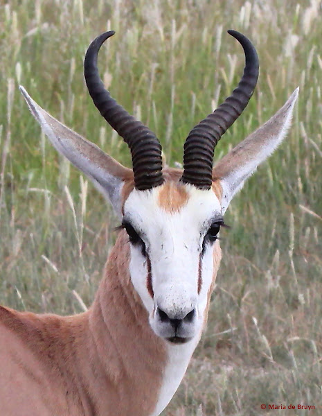 Springbok | Project Noah