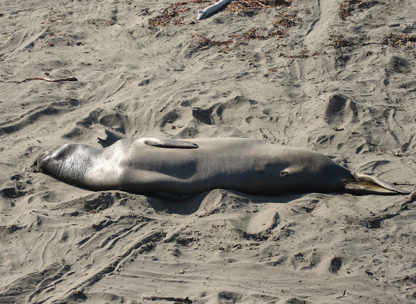 California Seal | Project Noah