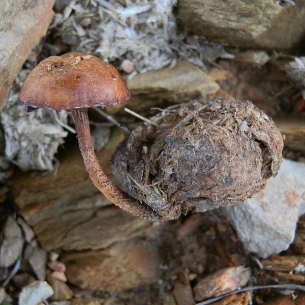 Psilocybe on Kangaroo scat | Project Noah