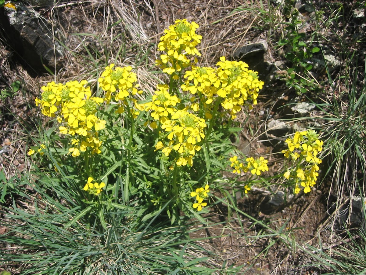 Spreading wallflower | Project Noah