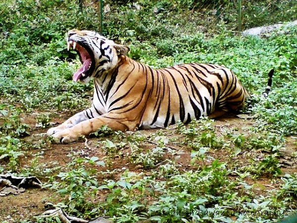 Tiger | Project Noah