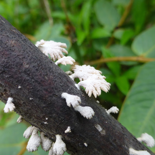 Split Gill | Project Noah