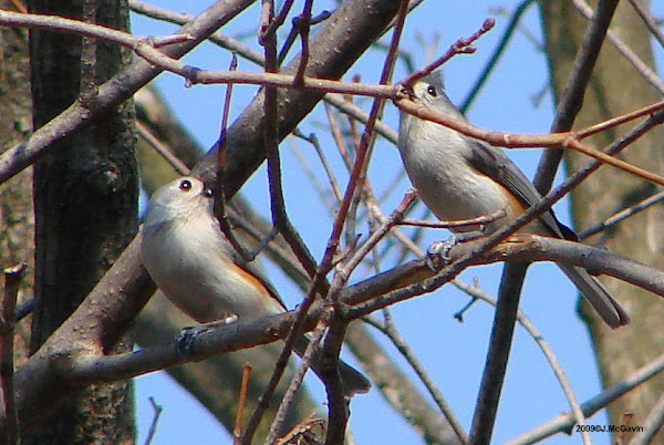 Tufted Titmouse | Project Noah