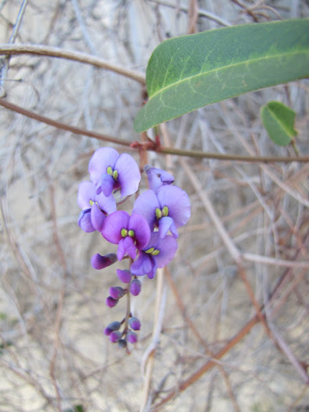 Purple Coral Pea | Project Noah