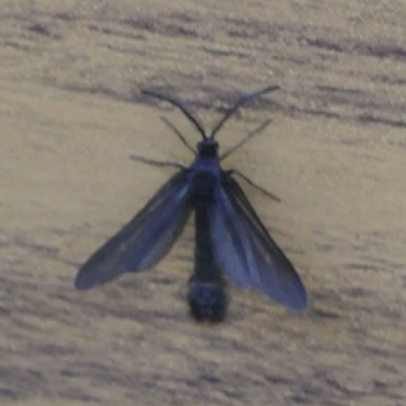 Western Grapeleaf Skeletonizer | Project Noah