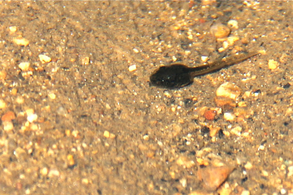 Tadpole | Project Noah