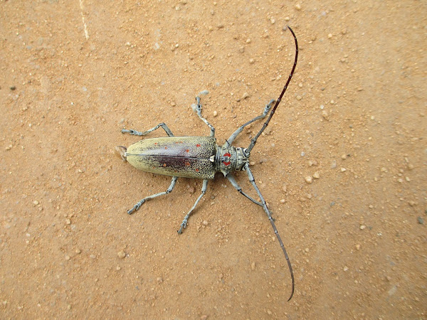 Mango stem borer | Project Noah
