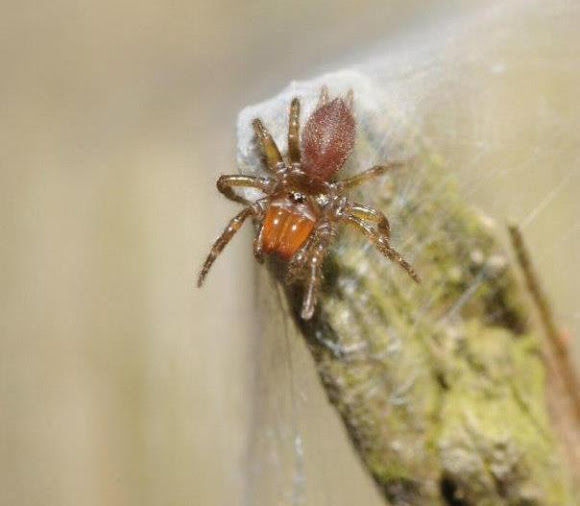 Purseweb spiderlings | Project Noah