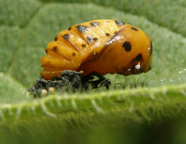 Pupa of seven-spot ladybird | Project Noah