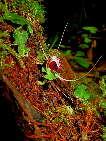 Helmet Orchid | Project Noah