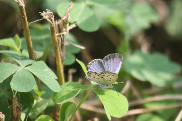 Scarce Large Blue | Project Noah