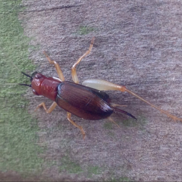Red-headed Bush Cricket | Project Noah