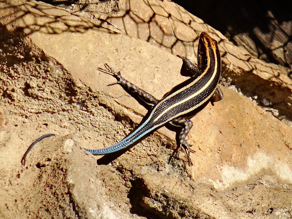Rainbow Skink (male) | Project Noah