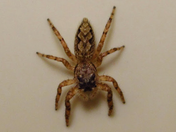 Tan Jumping Spider | Project Noah