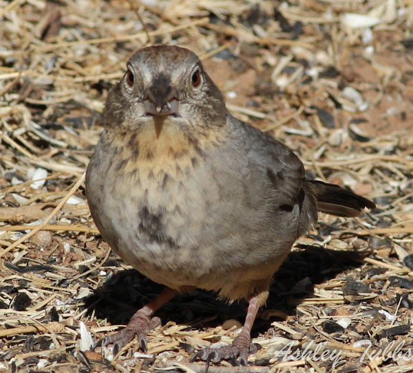 Canyon Towhee | Project Noah