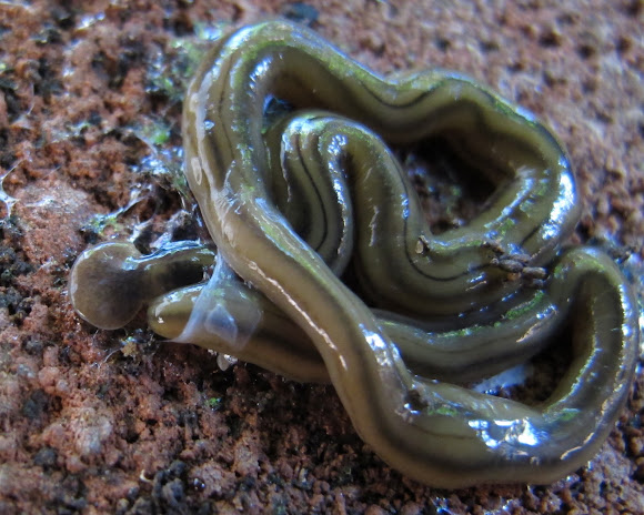 Hammerhead Worm | Project Noah