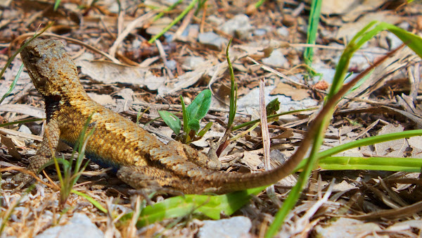 Eastern Fence Lizard | Project Noah