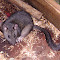 Packrat; bushy tailed woodrat | Project Noah