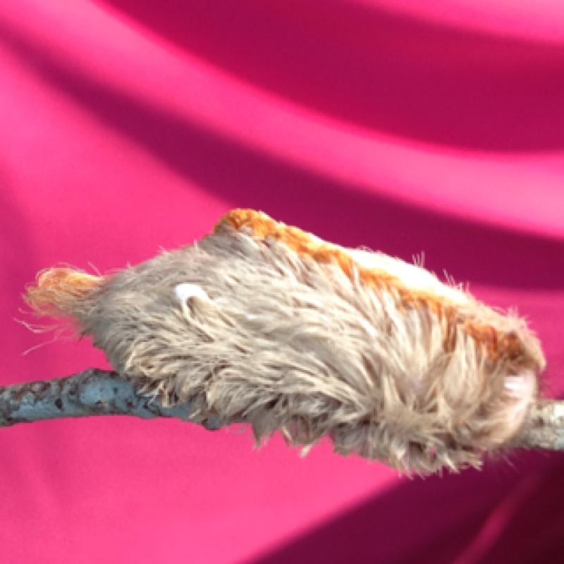 Southern Flannel Moth | Project Noah