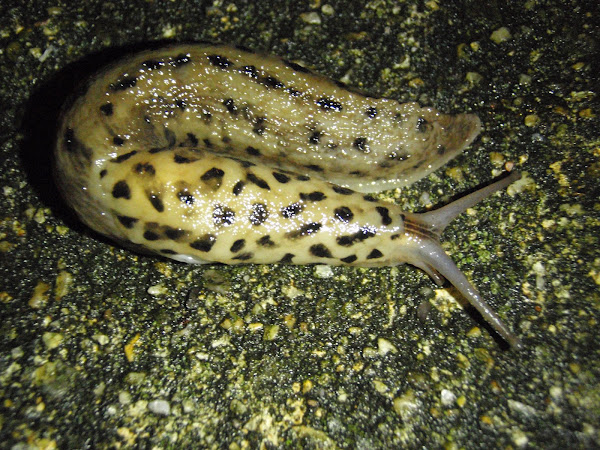 Giant Garden Slug | Project Noah