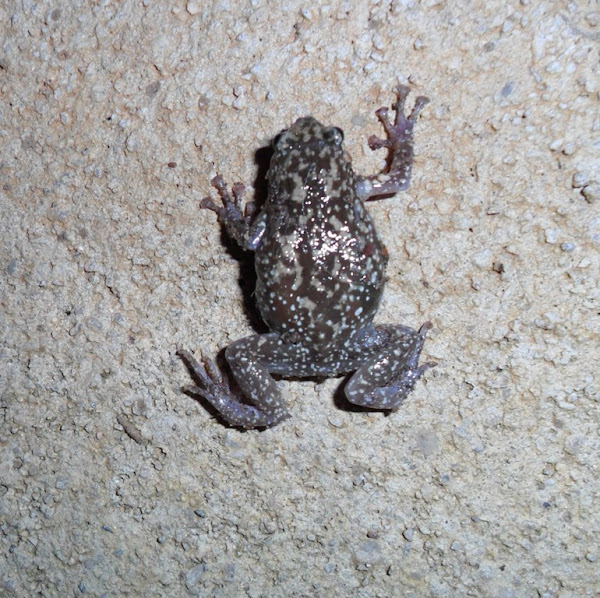 White-bellied pug snout frog | Project Noah