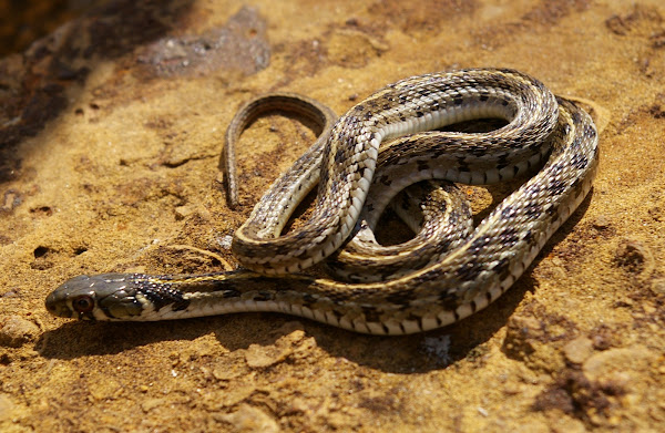 Checkered Garter Snake | Project Noah