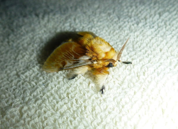 Southern Flannel Moth | Project Noah