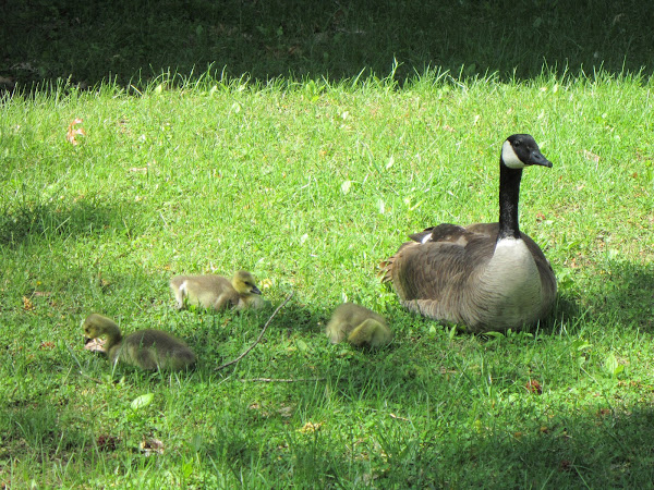 Canadian Geese | Project Noah