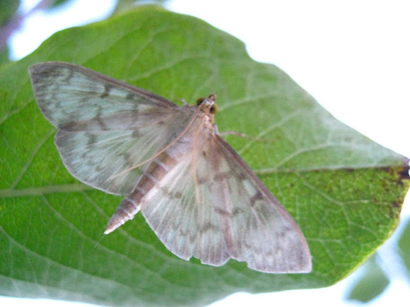Grass Webworm moth | Project Noah