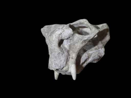 Lystrosaurus — Google Arts & Culture