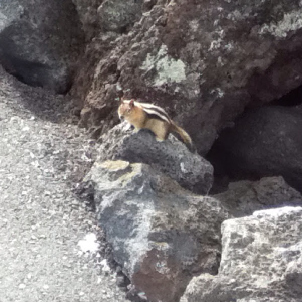 Chipmunk | Project Noah