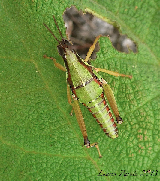 Grasshopper - Chapulin Comestible | Project Noah