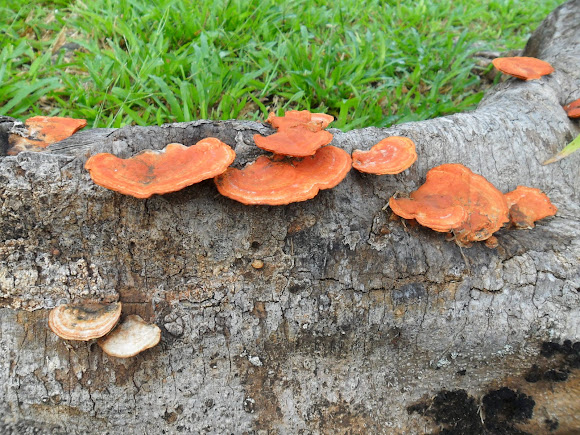 Basidiomicetos | Project Noah