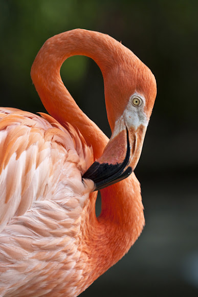 Caribbean Flamingo | Project Noah