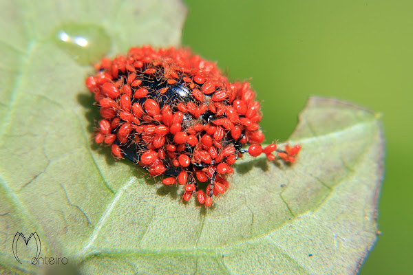 Erythraeid Mite larvae (on tortoise beetle) | Project Noah
