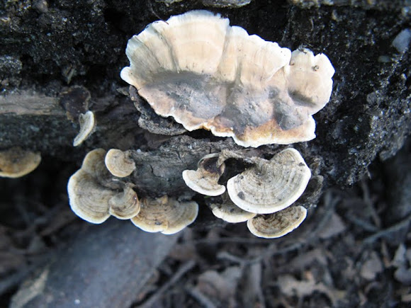 Stereum sp., near S. ostrea | Project Noah