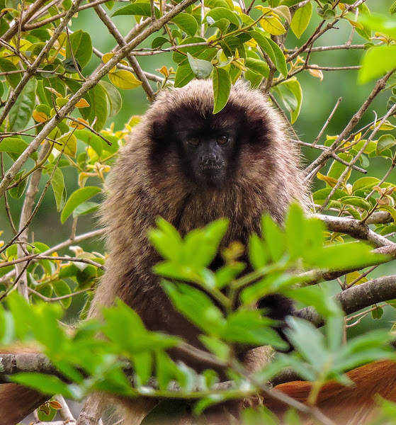 Guigó | Project Noah