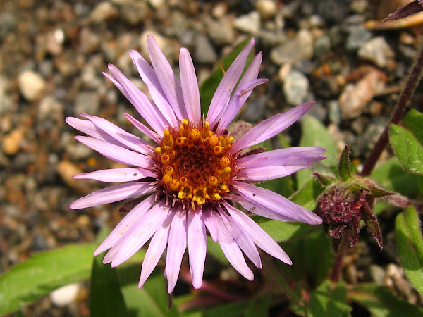 Siberian aster | Project Noah