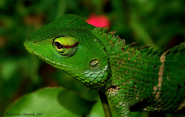 Common Green Forest Lizard | Project Noah